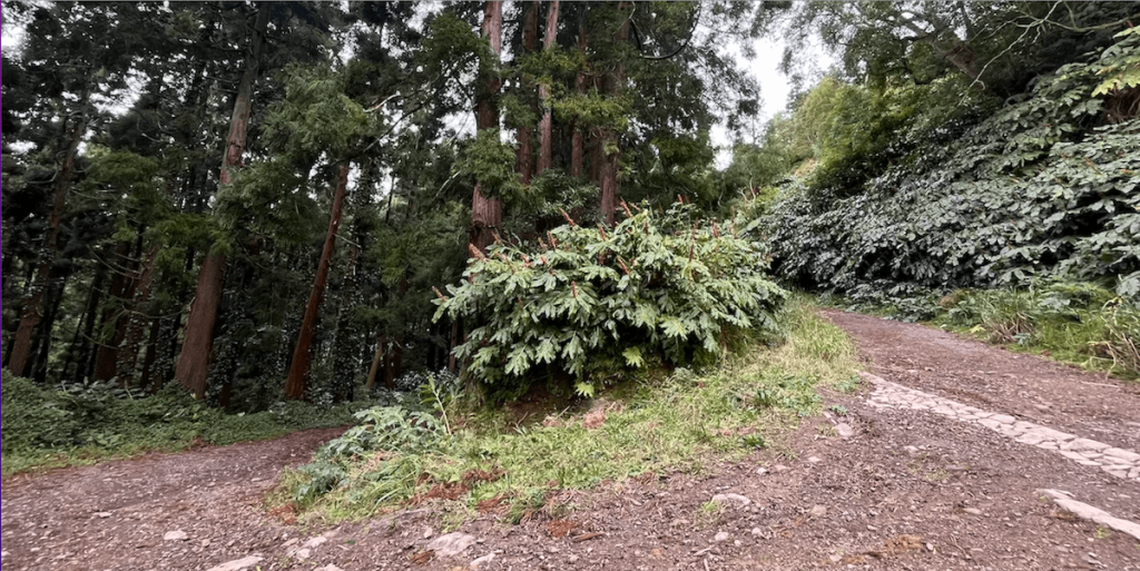 The WORST hiking trails in São Miguel island | To Azores Islands