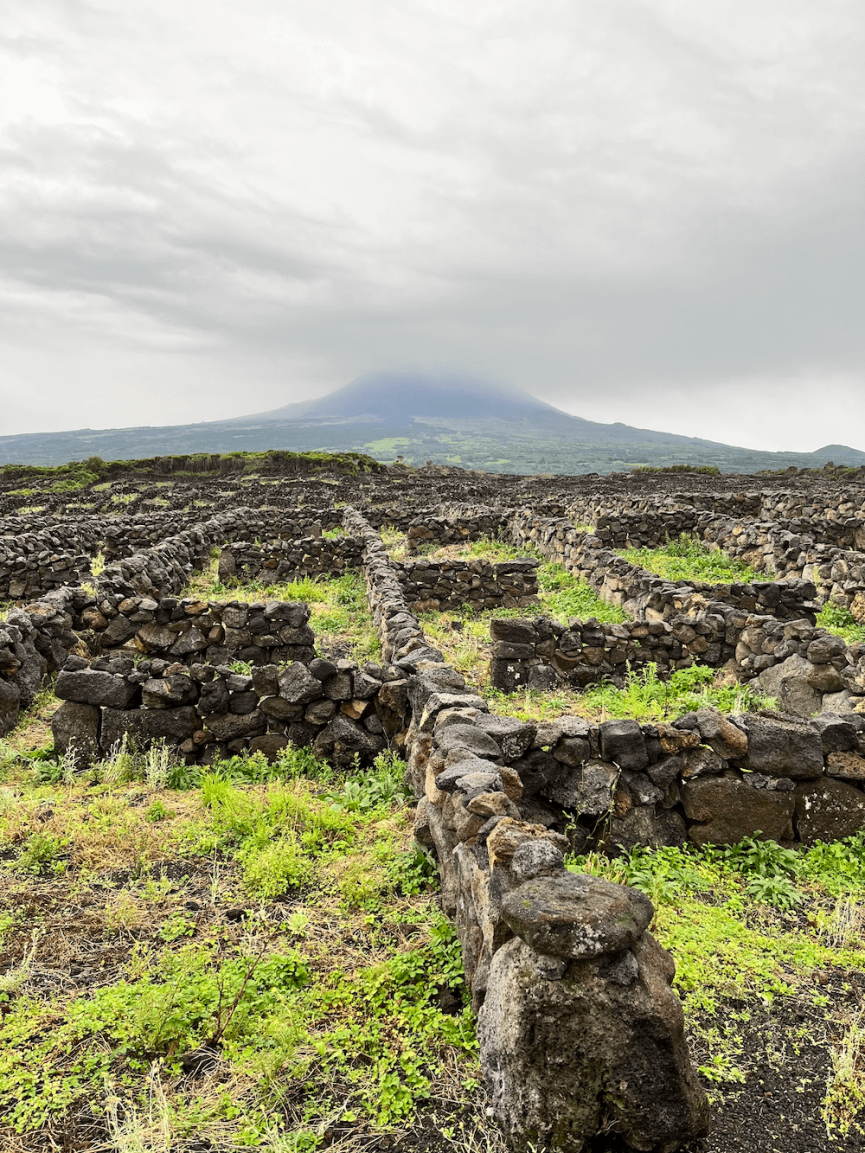 Wine tasting in Pico island in the Azores | To Azores Islands