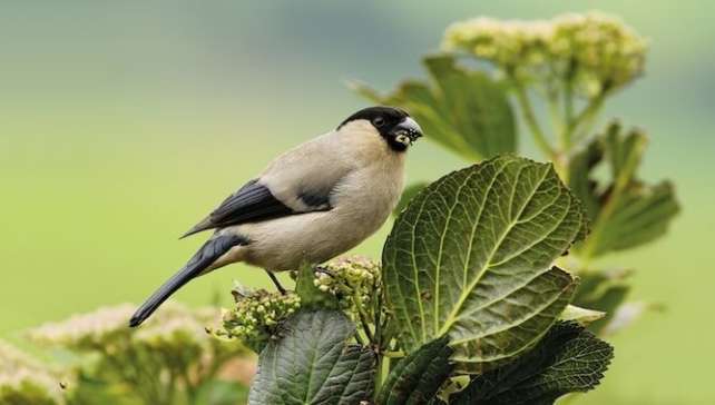 Things to do in Corvo island | To Azores Islands