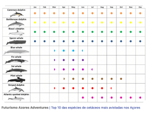 Whale watching in the Azores | To Azores Islands
