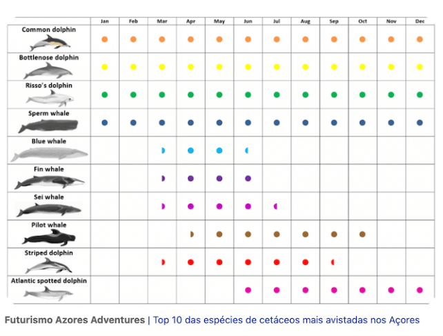 Whale watching in the Azores | To Azores Islands